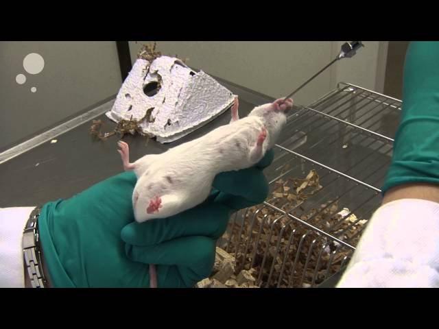 Lab Mice Injection