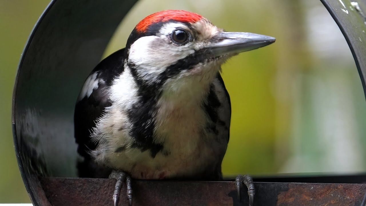 Buntspecht in freier Natur in 4k - great spotted woodpicker - YouTube