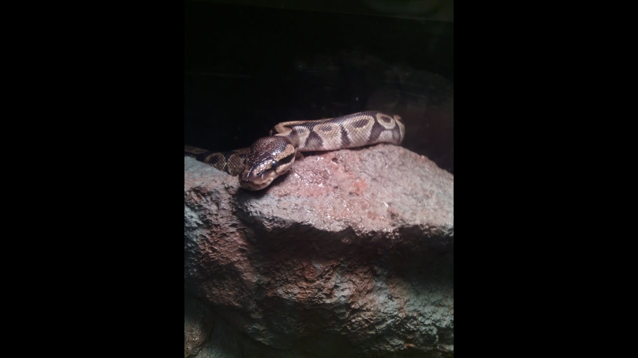 Grumpy snake - YouTube