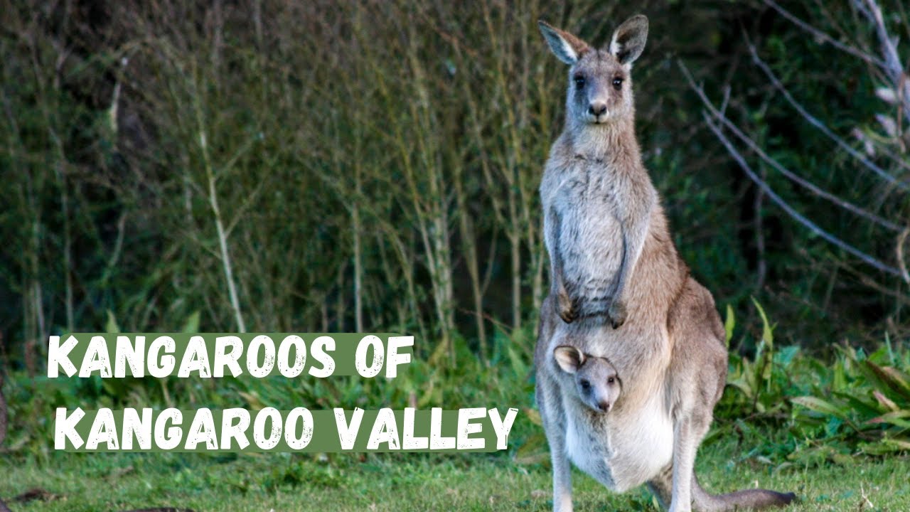 It's one of the Best Places to See Wild Kangaroos | Kangaroo Valley ...