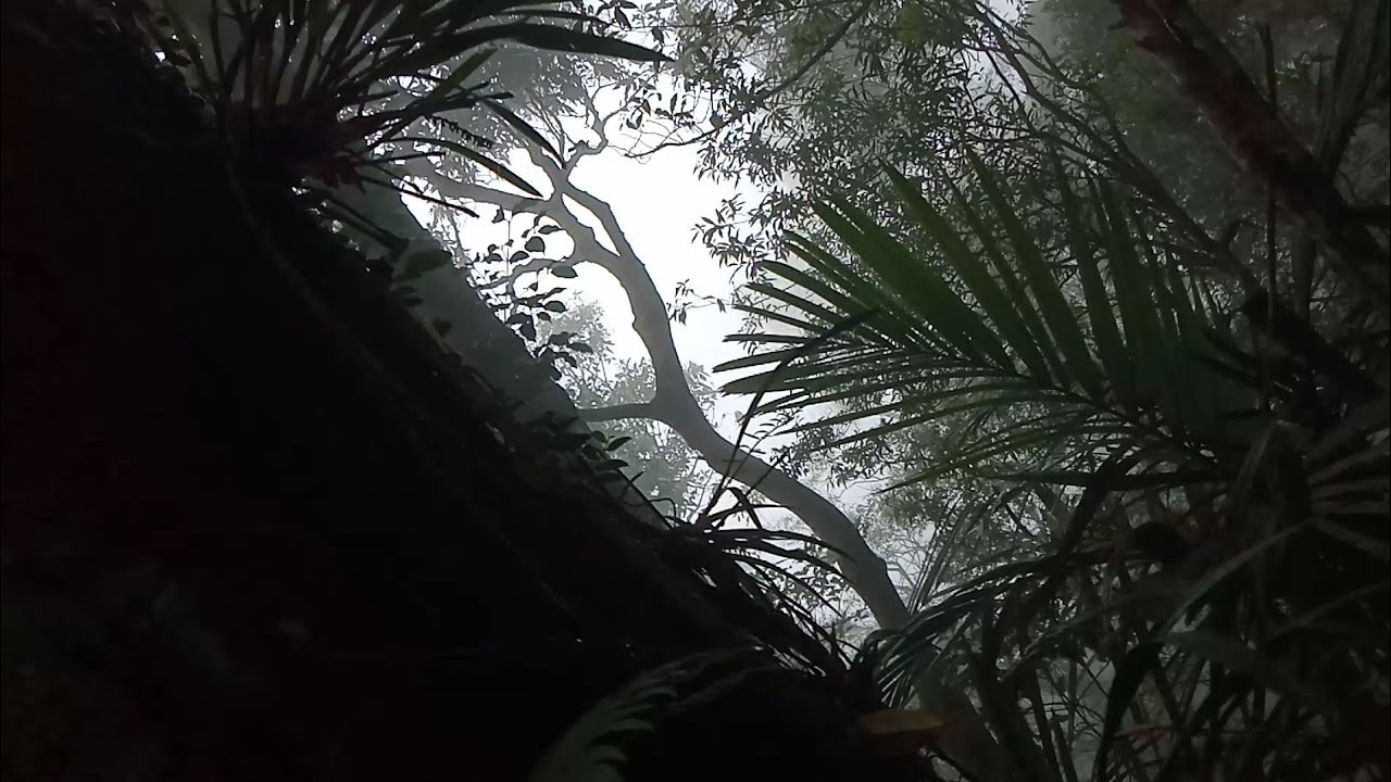 Trip to Jungle ; Menembus Kabut Rimba Part 2 || Kopi Rimba - YouTube