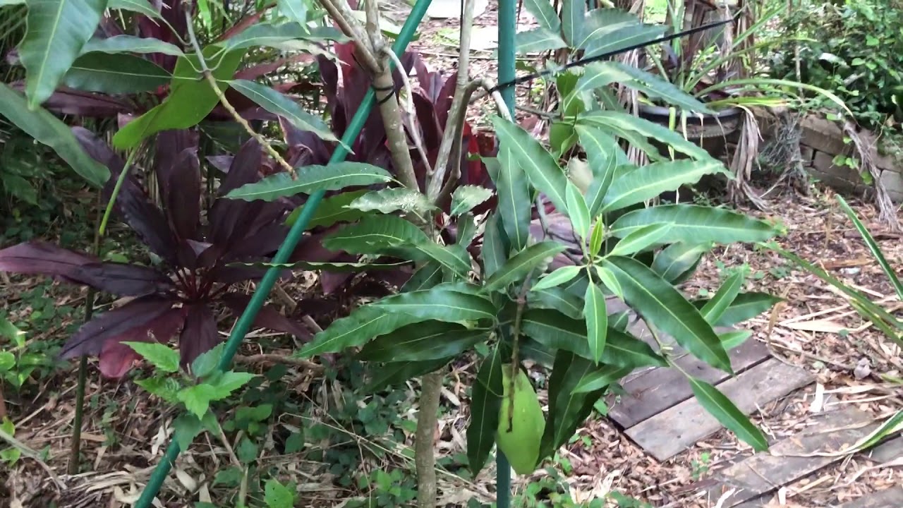 Lemon Zest Mango Tree with Mangoes - YouTube
