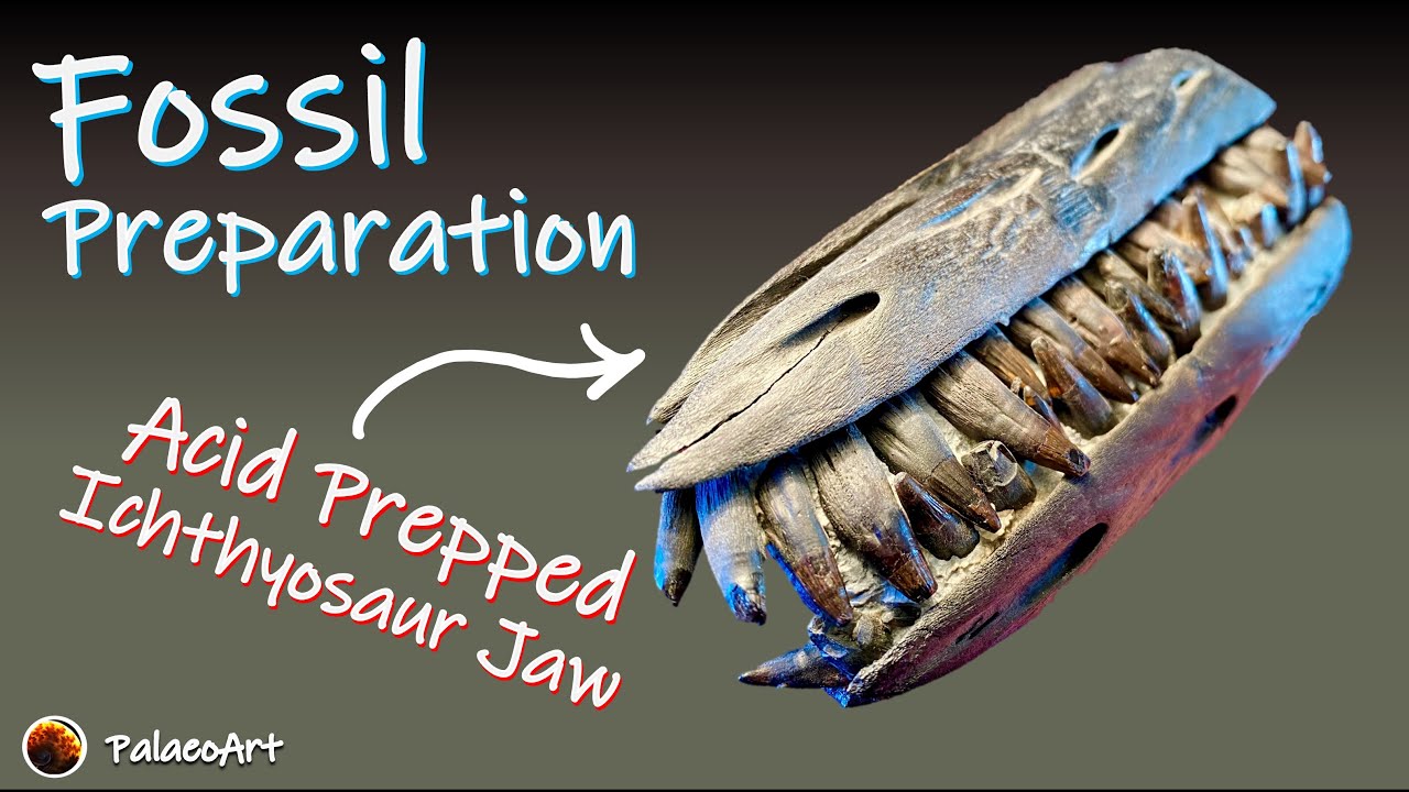 Fossil Preparation - Acetic acid fossil prep of a Jurassic Ichthyosaur ...