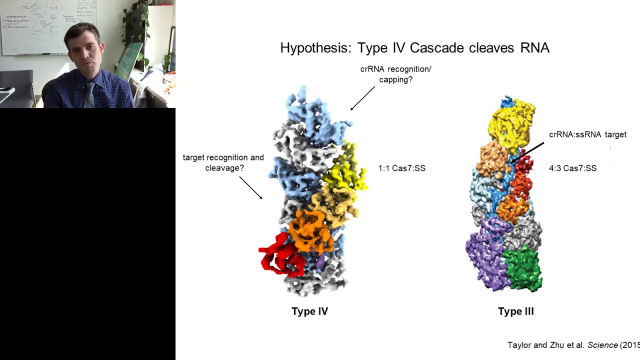 Structures of CRISPR-Cas surveillance complexes - YouTube