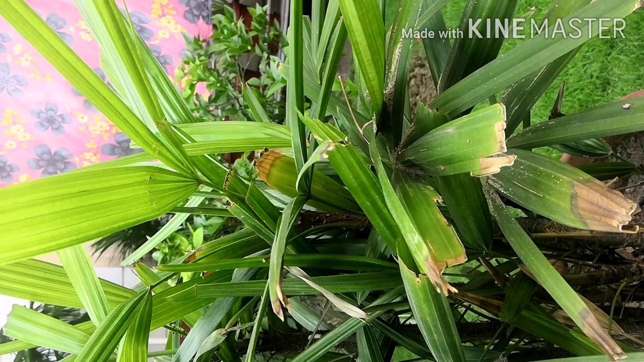 Grey sand crunch on plant leaves🌿💥| Oddly satisfying | sand asmr ...