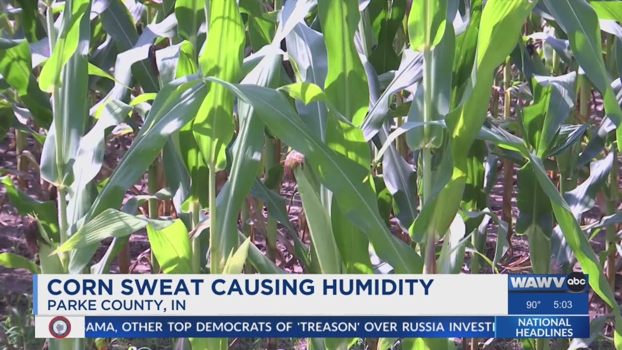 "Corn sweat" causing humidity in Indiana - YouTube