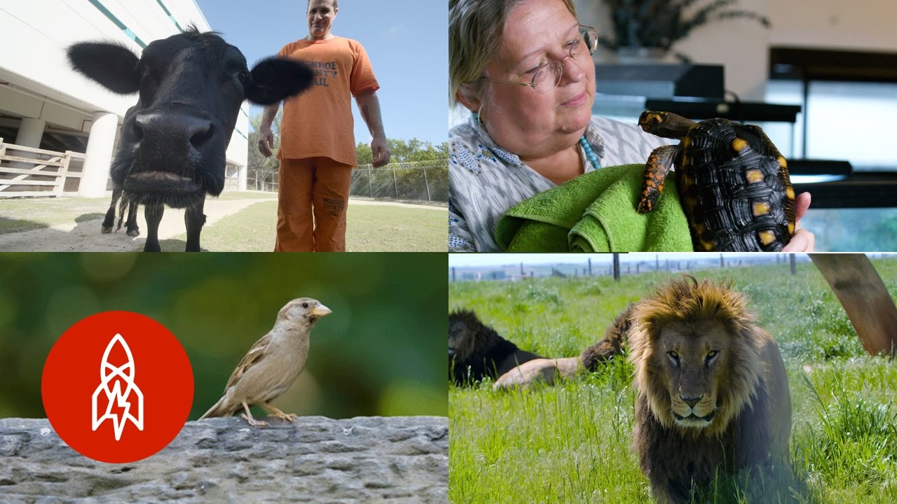 Be Moved by Their Compassion for Animals - YouTube