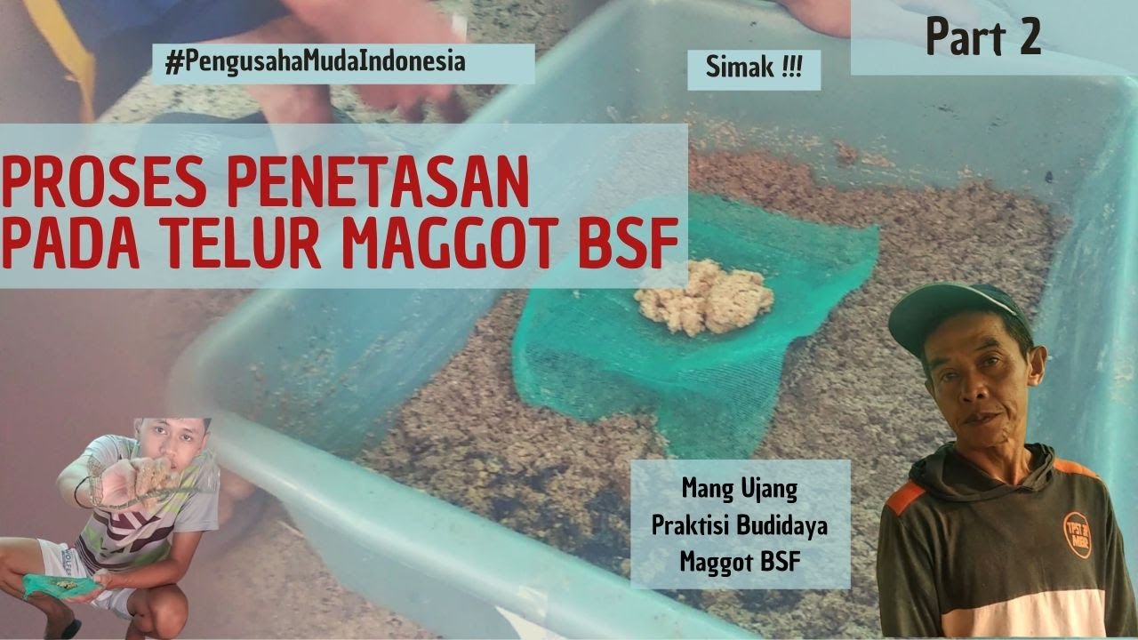 Cara mudah menetaskan telur Maggot BSF !!!! Siklus Budidaya maggot Part ...
