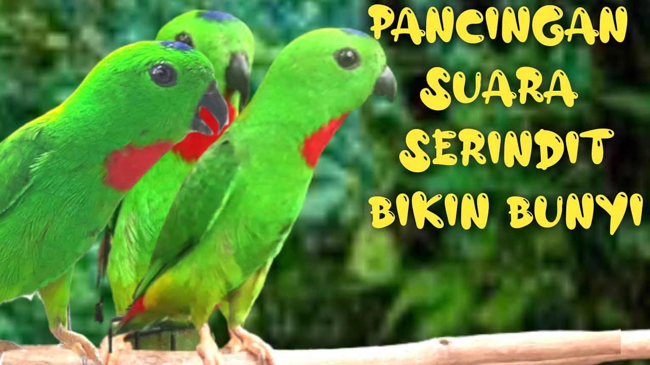 Suara Serindit Jantan Gacor || Pancingan Burung Serindit - YouTube