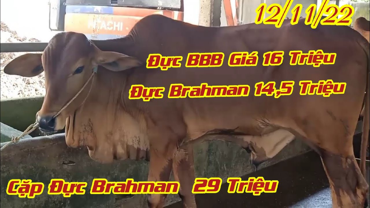 12/11/22 Đực BBB ,Đực Brahman 14,5 Triệu ,Cặp Đực Brahman 29 Tr ...