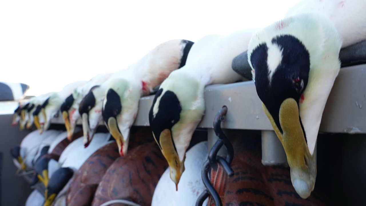 Shooting Sea ducks out of layout boats in Massachusetts (4 Man) - YouTube