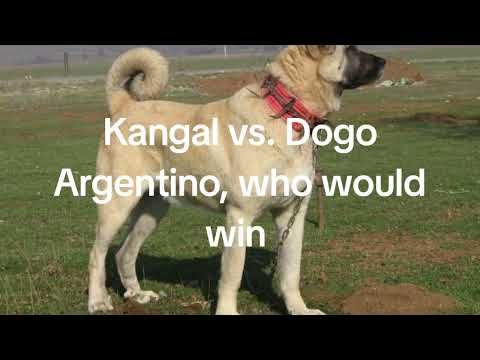 Kangal vs. Dogo Argentino, who would win