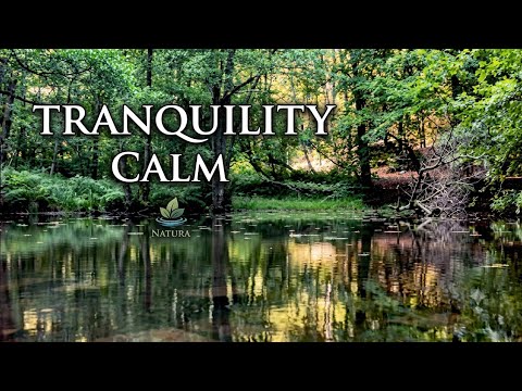 Pure Lake Calm!🎶🍃 A Sanctuary of Peace & 