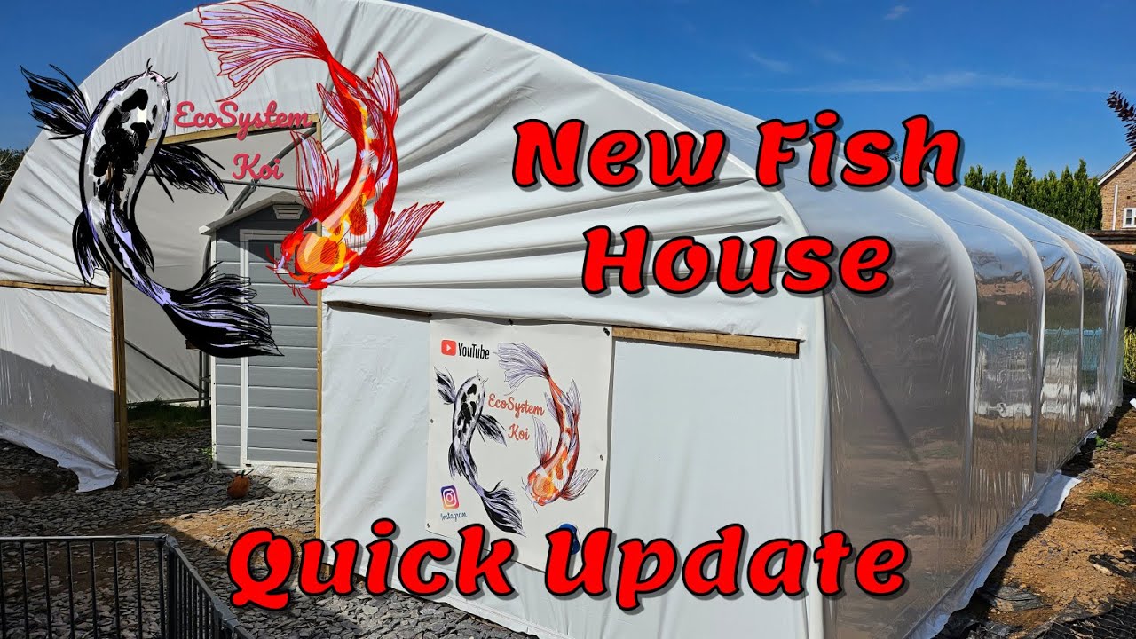 Quick Update, New Fish House 🐟EcoSystem Koi, It's been a while, Koi Build. - YouTube