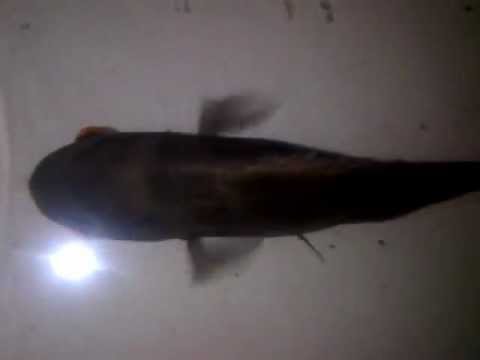 giant fish in the bath :) - YouTube