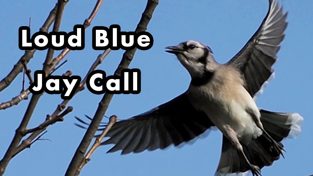 Blue Jay Loud Bird Calling Sound - Bird Calls and Sounds - Bird Sitting ...