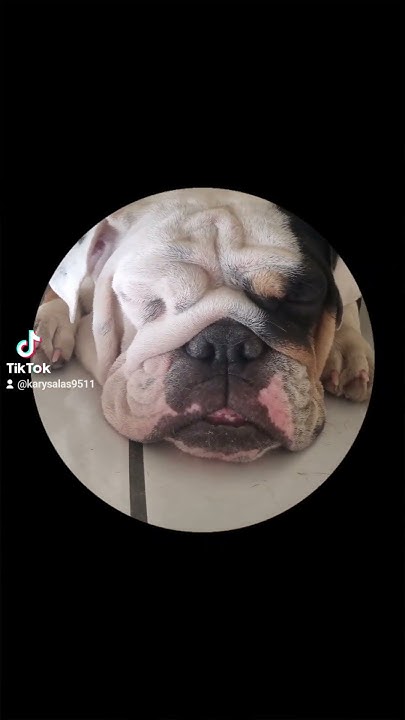 #dog #bulldog #pedropedro - YouTube