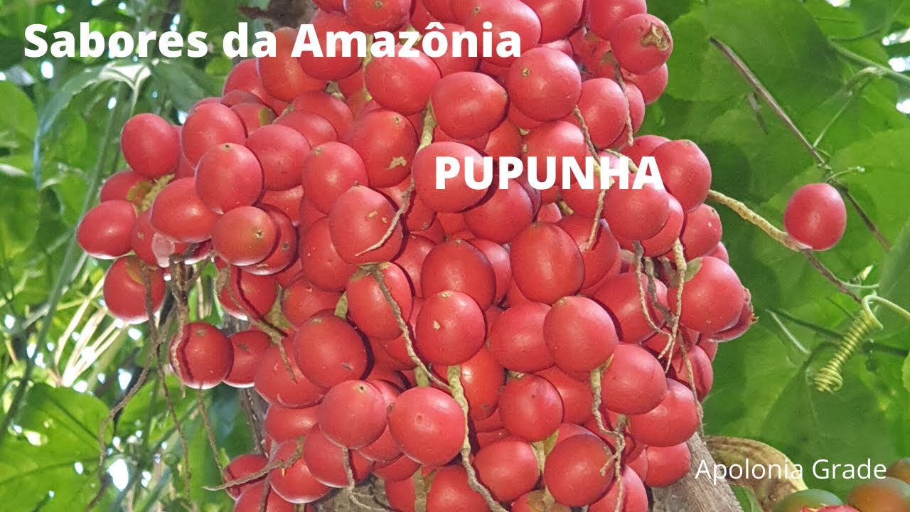 Sabores da Amazônia: PUPUNHA - YouTube