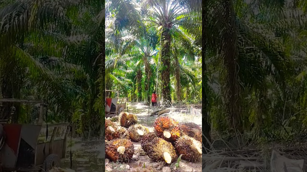 Sawit Kalimantan @Sawit_IDN #sawit #sawitindonesia #hargasawit - YouTube