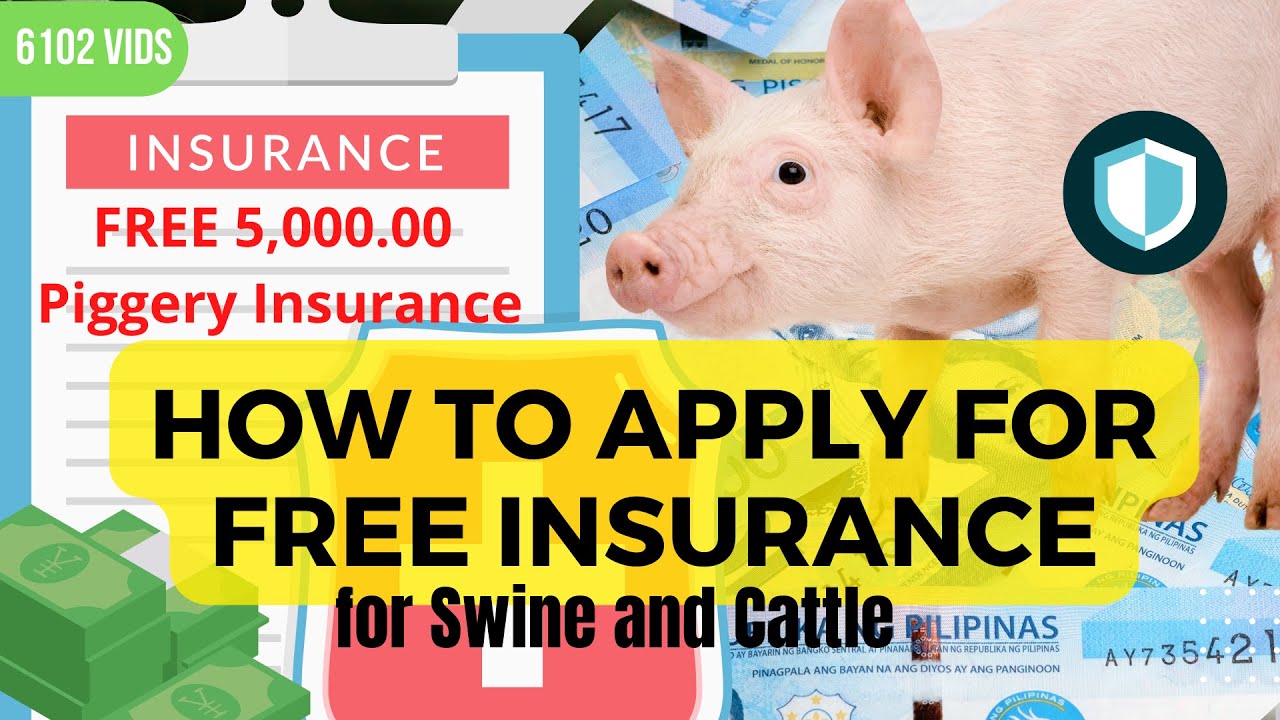 FREE Piggery Insurance | How to Apply Free Insurance Department of ...