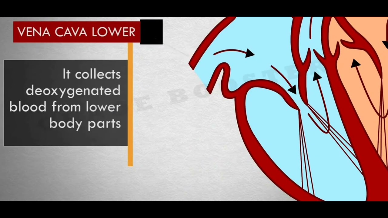 explanation of human heart class 10 biology life process - YouTube