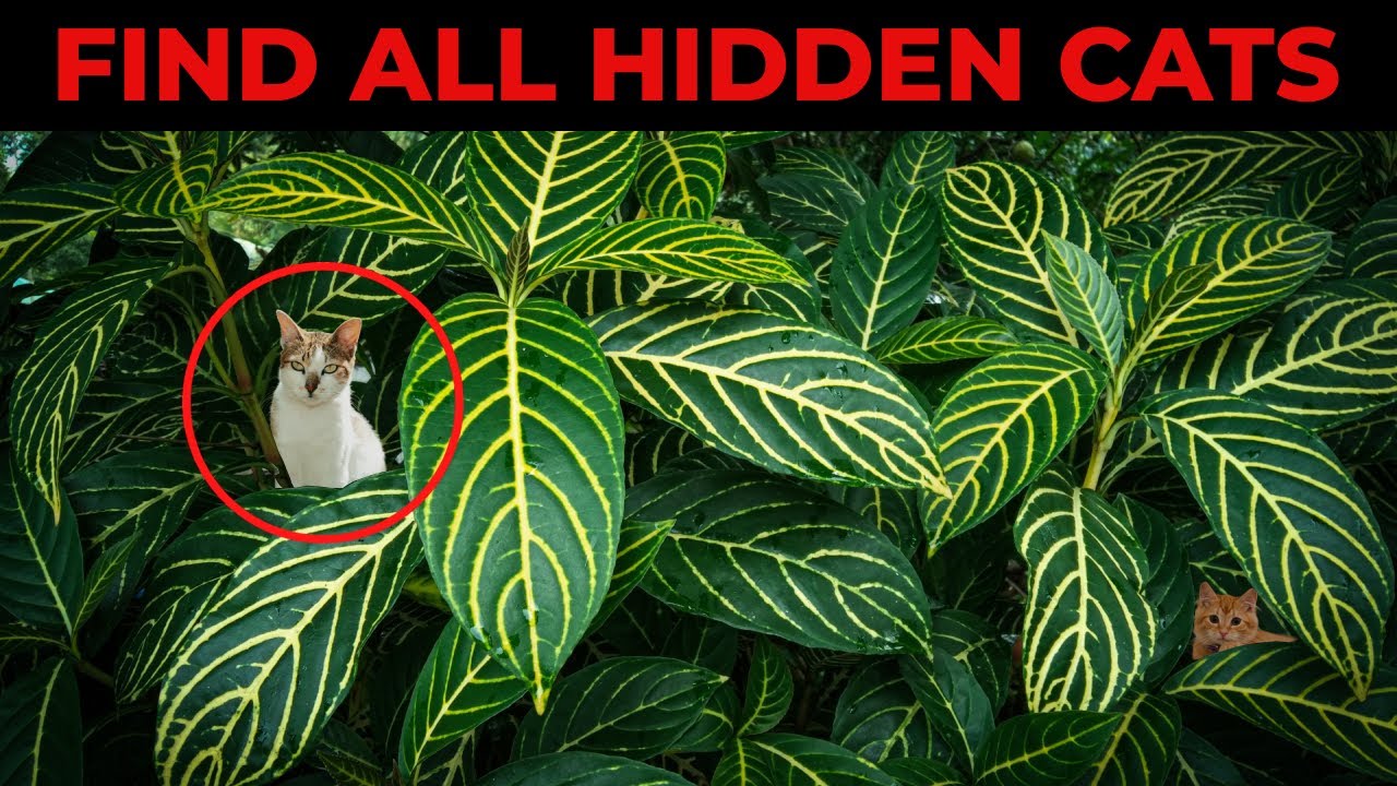Find All Cats Hidden In The Picture - YouTube