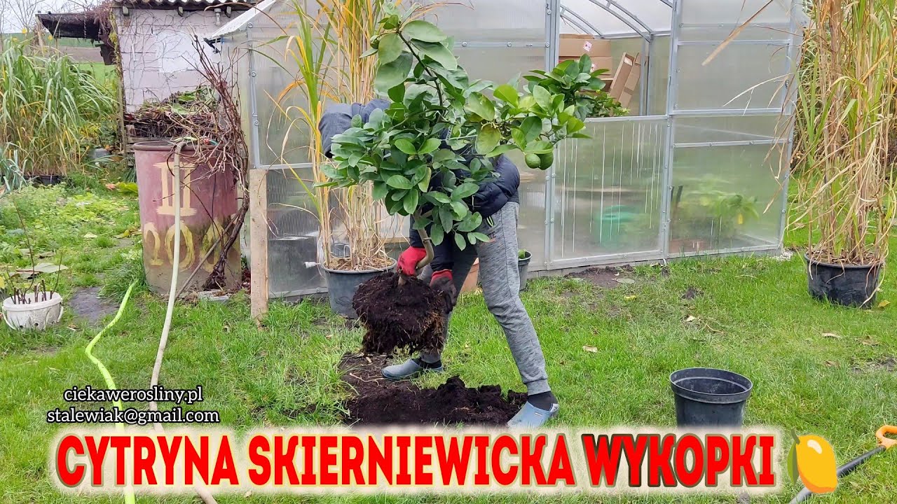 Cytryna skierniewicka w gruncie z owocami. Wykopywanie, zimowanie ...