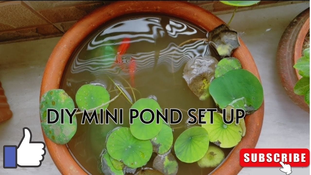 DIY Mini pond setup in Balcony garden।। Easy mini pond setup।।How to ...