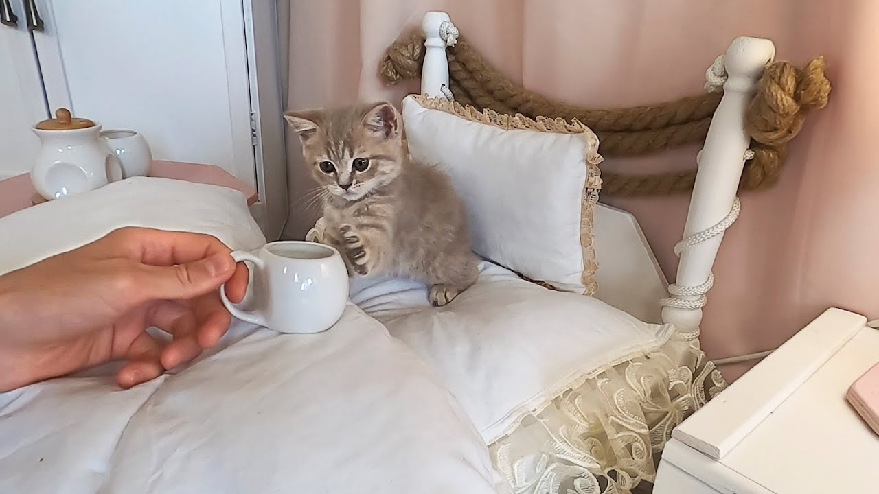 Kitten Mottie Started His Morning With Coffee - YouTube