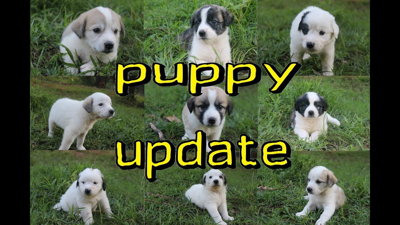 FIVE WEEK PUPPY UPDATE - YouTube