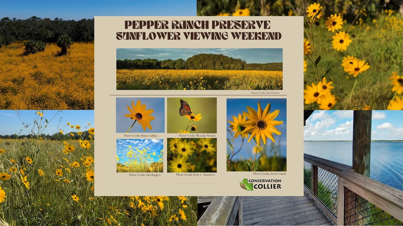 Conservation Collier - Pepper Ranch Preserve Sunflowers - YouTube