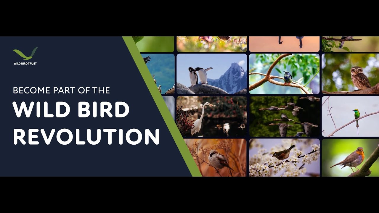 Wild Bird Revolution Launch Video - YouTube