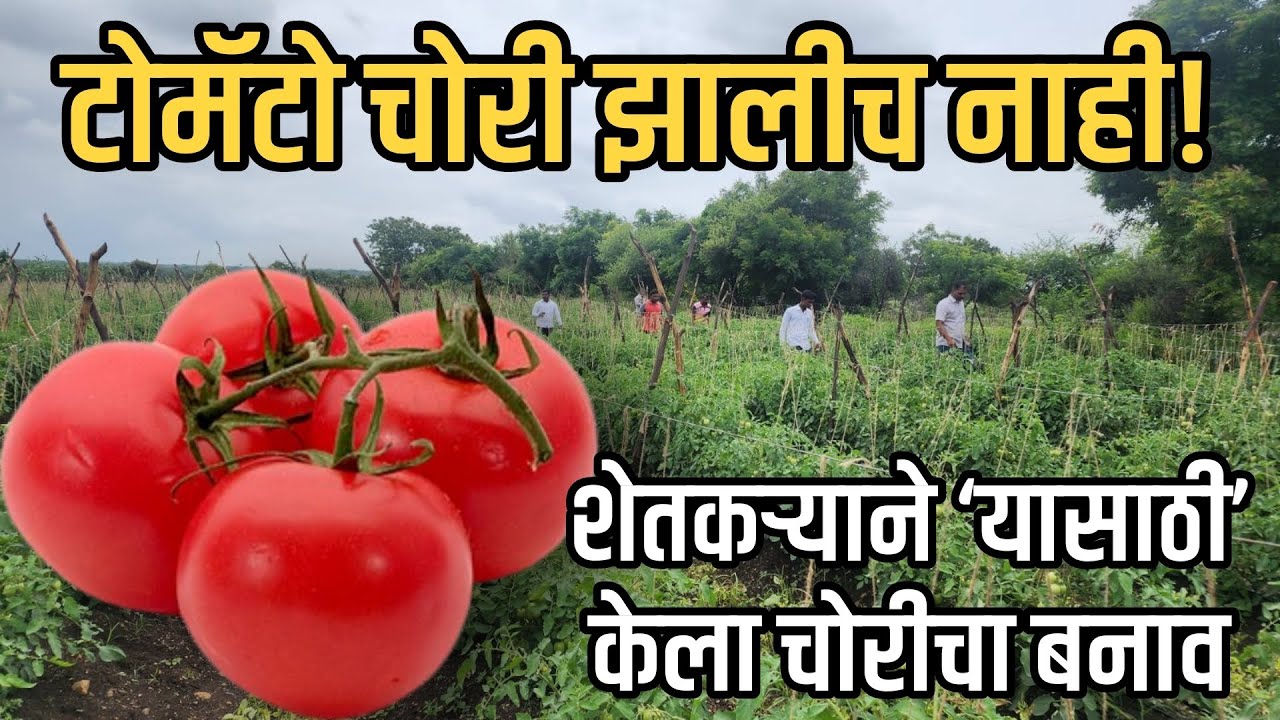 🍅 टोमॅटो चोरी झालीच नाही | शेतकऱ्याने यासाठी केला चोरीचा बनाव | PI Namdev Shinde Solapur Police ...