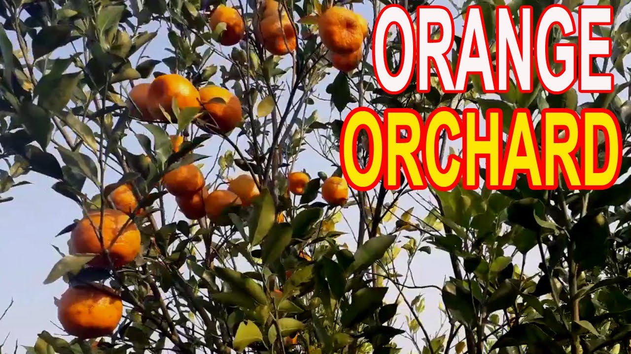 Amazing Orange Farming in Bangladesh || Orange Cultivation in South ...