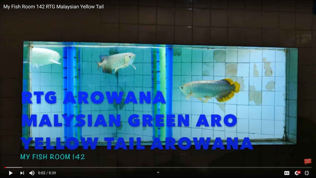 RTG Arowana, Malaysian Green Aro & Yellow Tail Arowana #f142 - YouTube