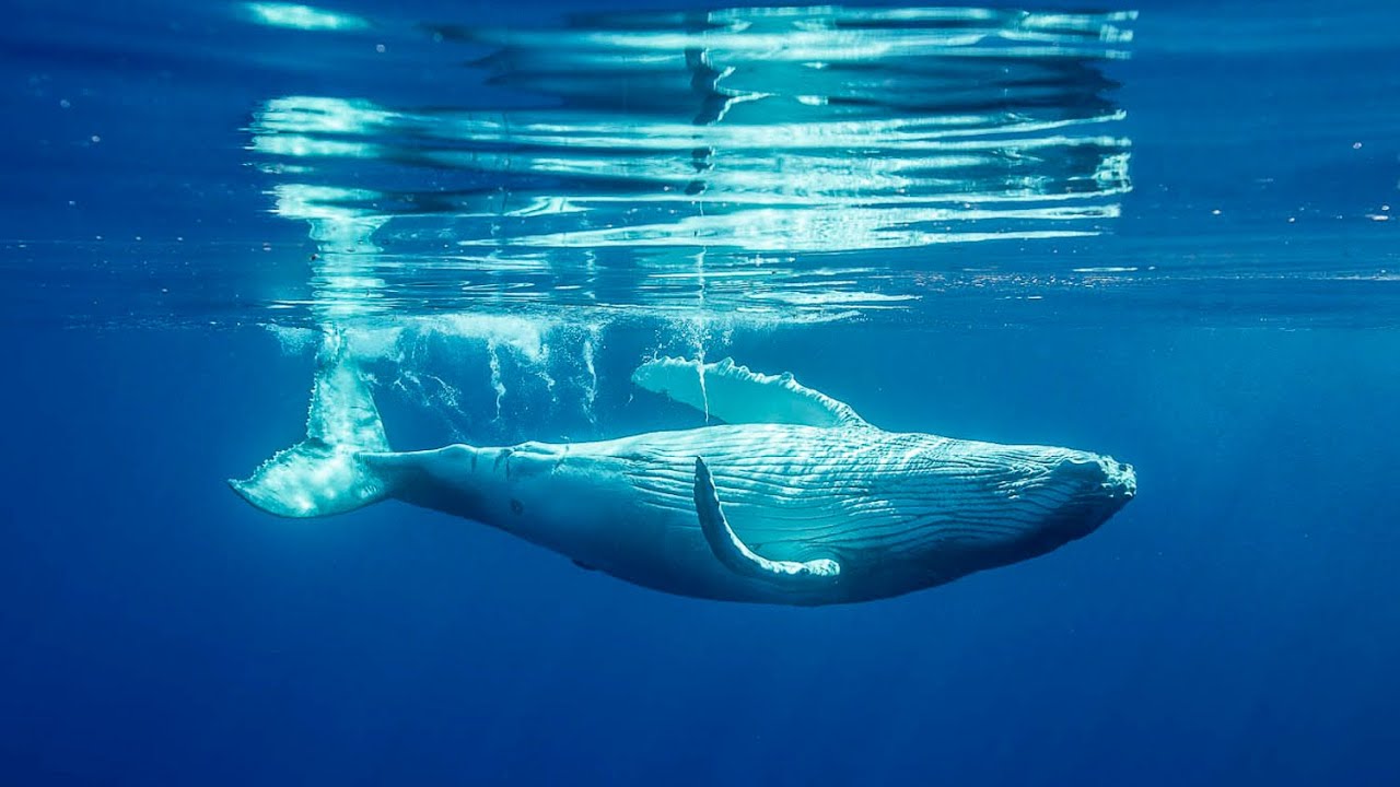 Dancing with Whales | Ben Thouard Photography - YouTube