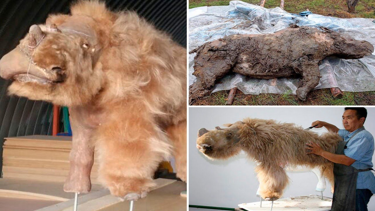 Scientists discover frozen carcass of extinct woolly rhino in Ice Age ...
