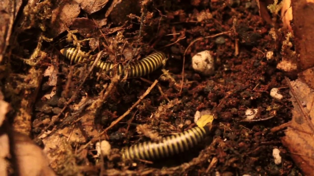 Anadenobolus monilicornis (Bumblebee millipede) - YouTube