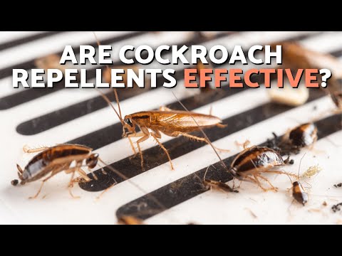 What Smell Do Insects Hate The Most