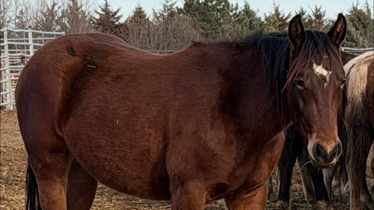 Smooth Pretty Phantom - 2024 AQHA Filly - YouTube