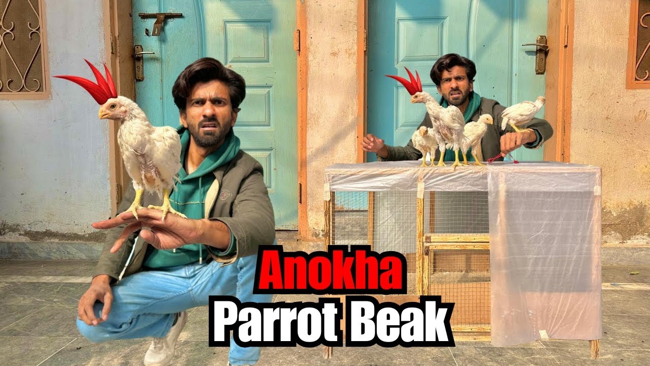 Parrot Beak Ke Sir Pe Kantay Nikal Aye 😱 - YouTube