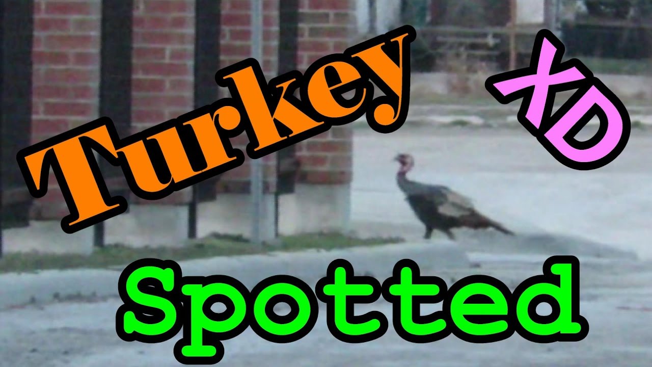 freaky puzzle room & RUNAWAY TURKEY (SUPER VLOG) - YouTube