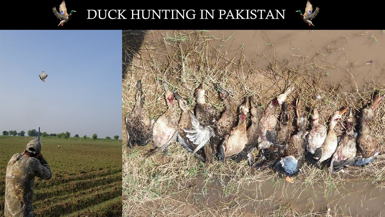 Duck Hunting In Pakistan 2022 Hunting Vlog - YouTube