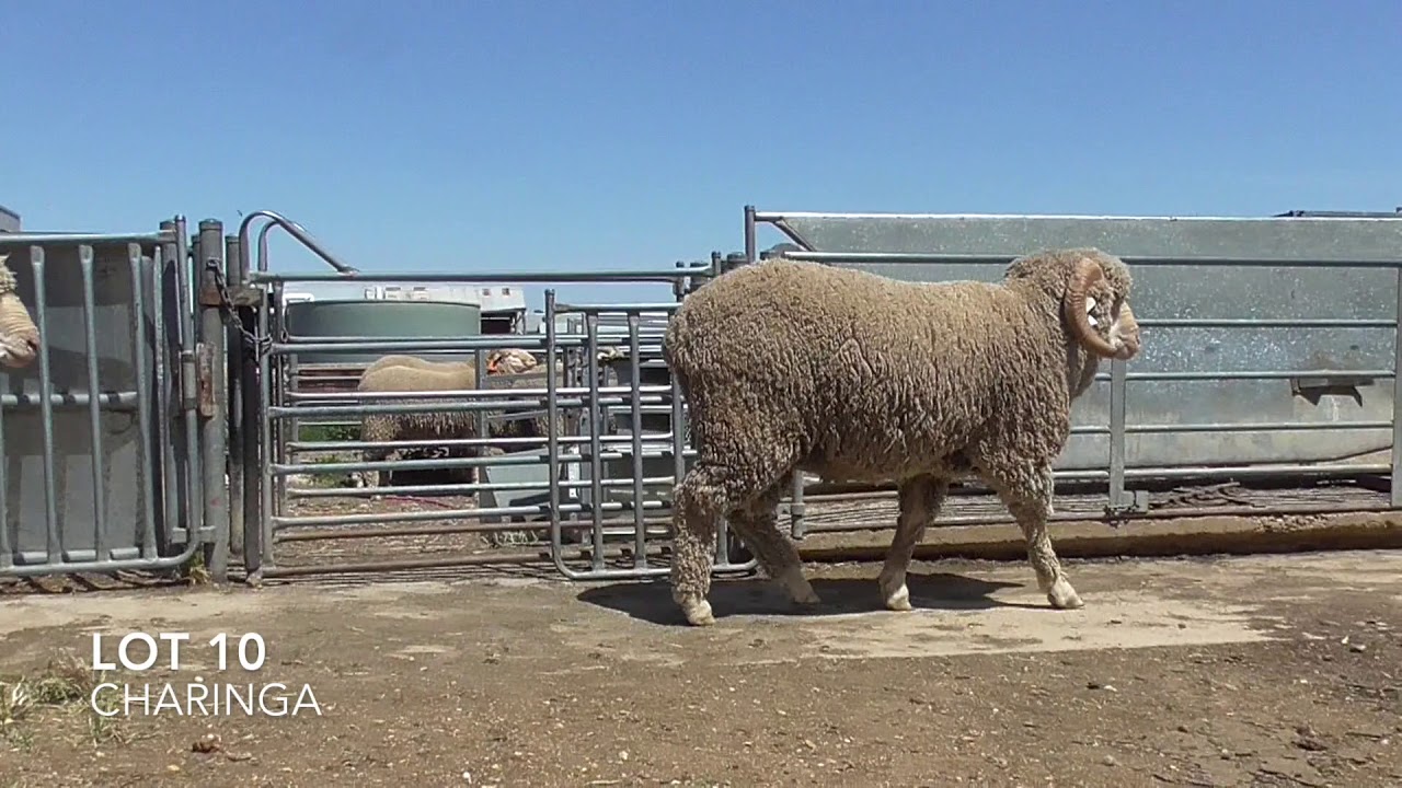 Auctions PLus 2019 Charinga Lot 10 - YouTube