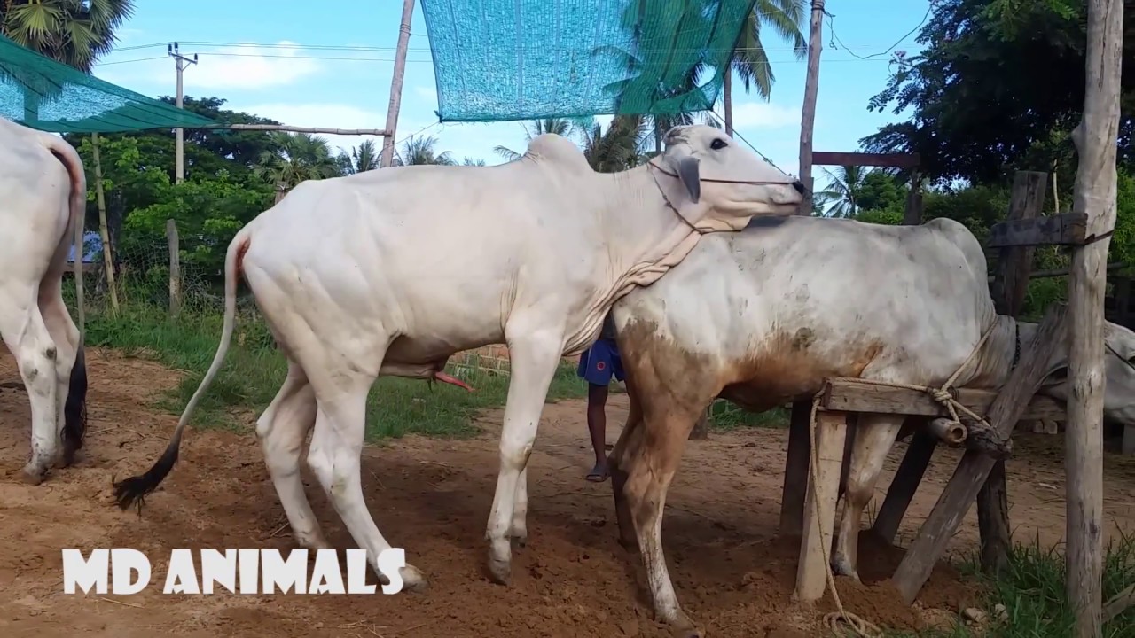 Amazing Man Breeding Big Bull and Small Cow - How to breed cows in my ...