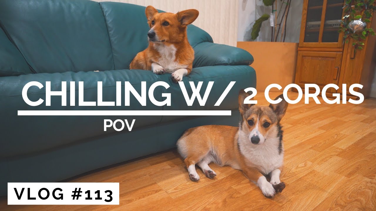 POV: Chilling w/ 2 Corgis - YouTube