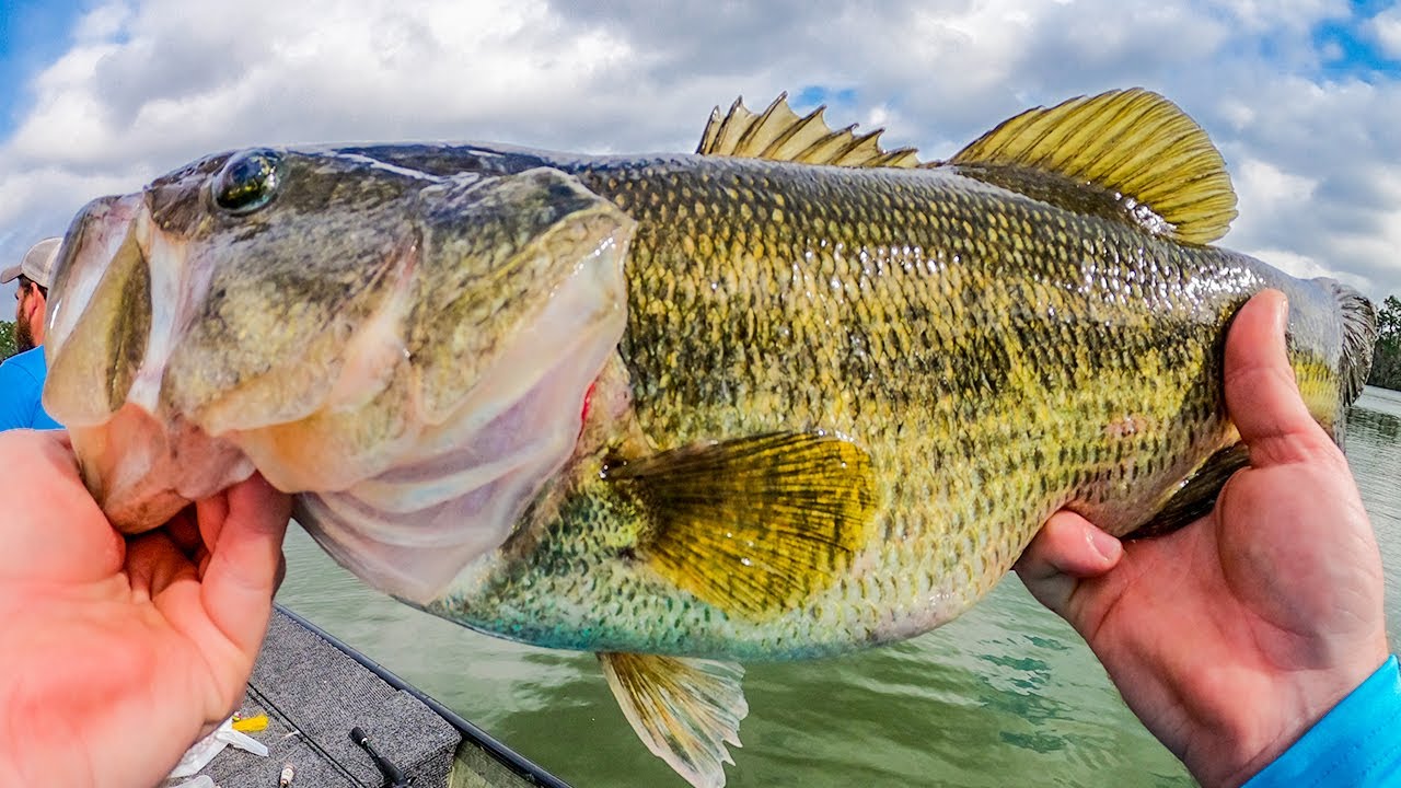 Catching GIANT FISH Bass Fishing - YouTube