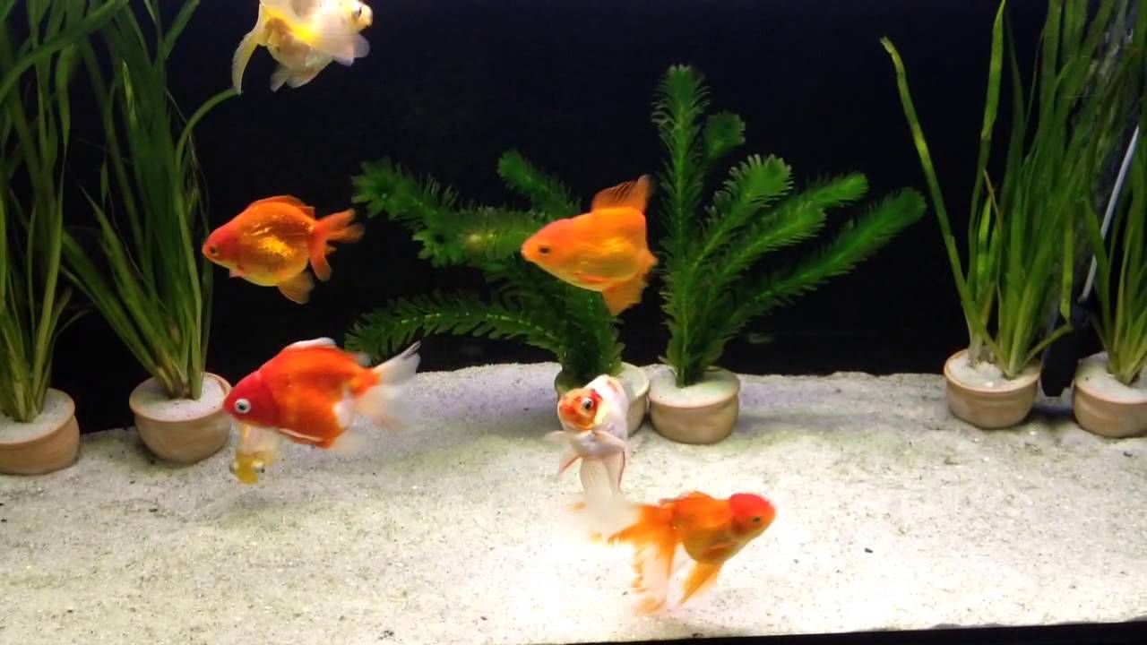 colorful Goldfish - YouTube