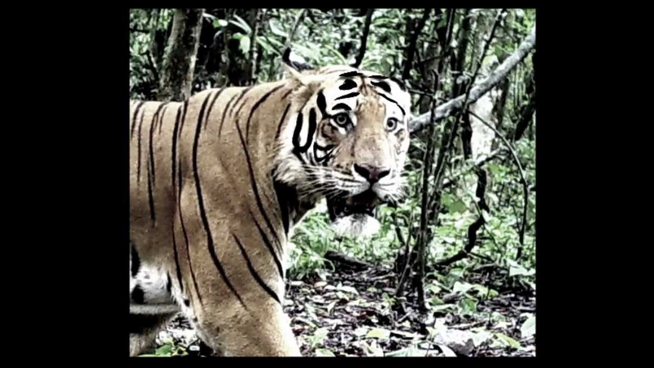 Hunt for the Tiger Slayers - YouTube