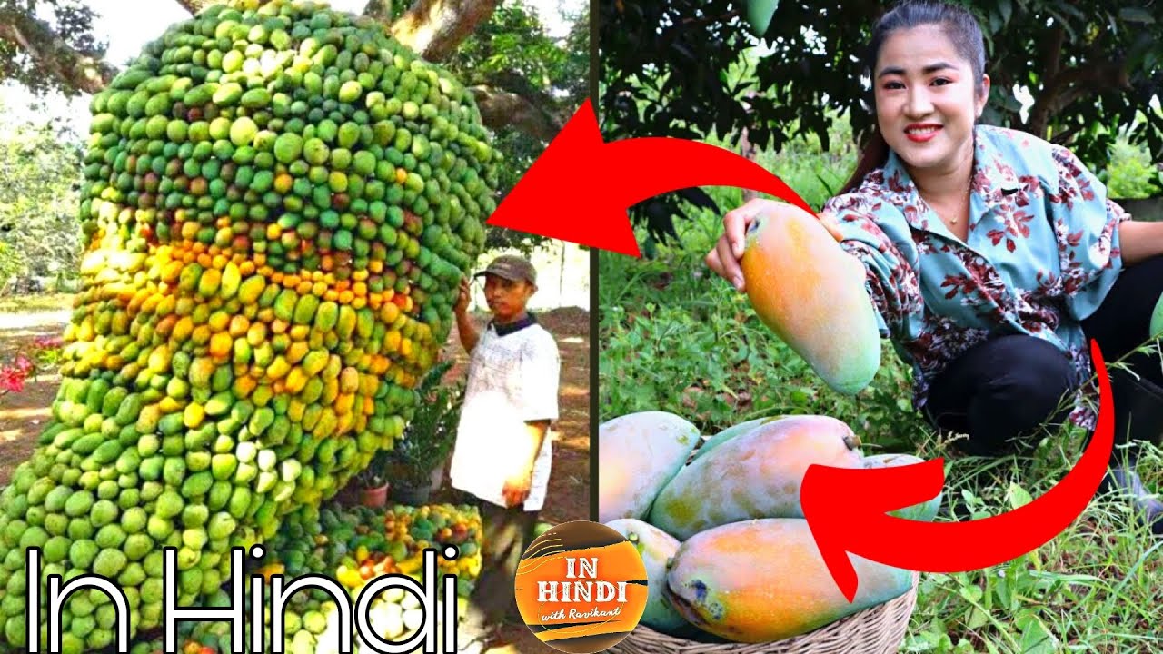 HOW to - Mango Growing - Harvesting and Picking Machine Factory | Mango ...